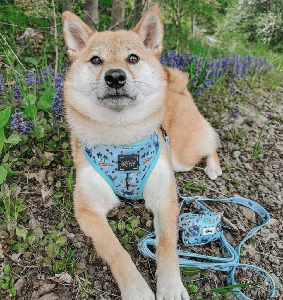 Stitch and Sassywoof Steal the Show - other